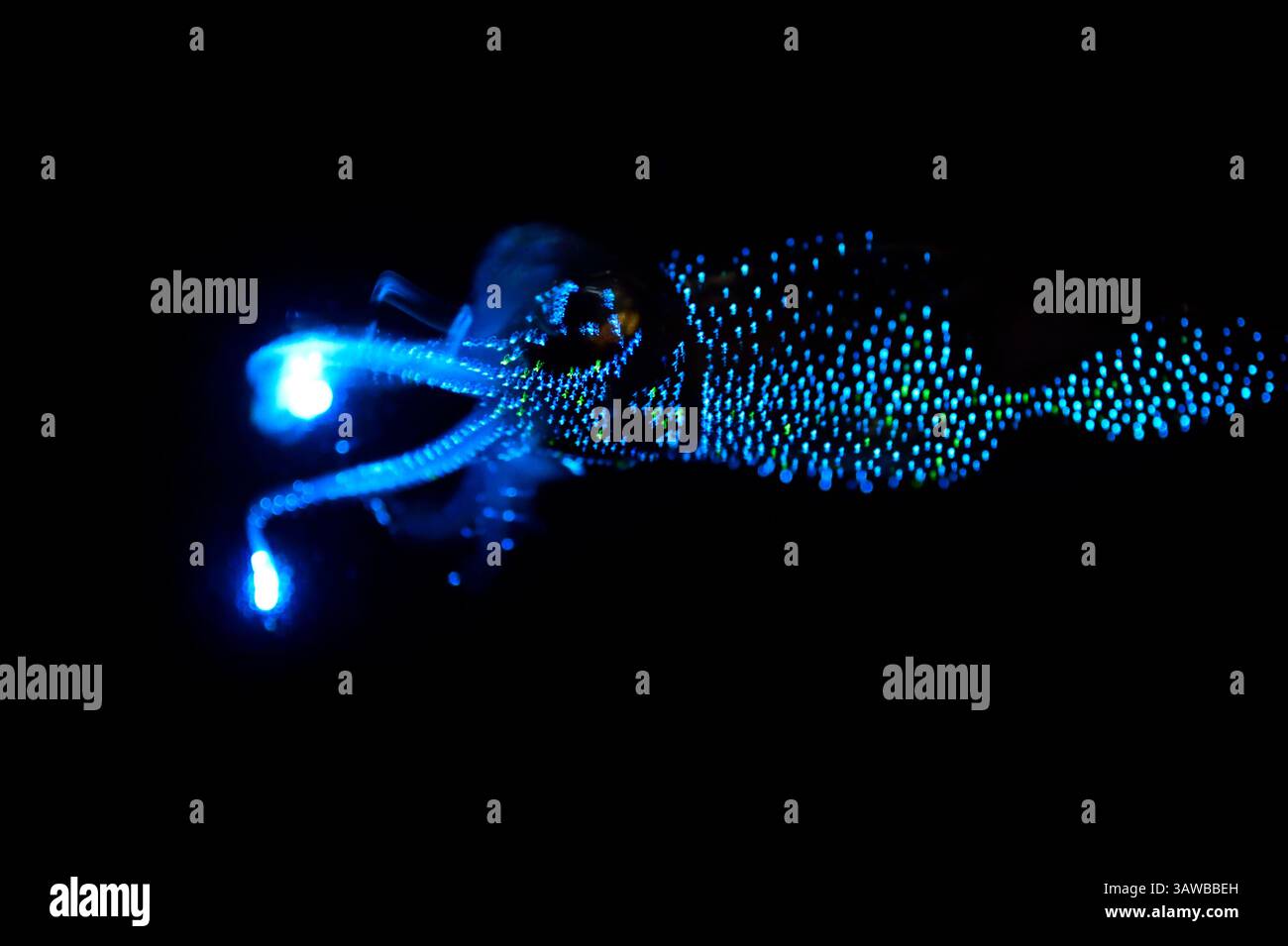 Bioluminescent Firefly Squid (Watasenia scintillans) ( ほたるいか , hotaru ...