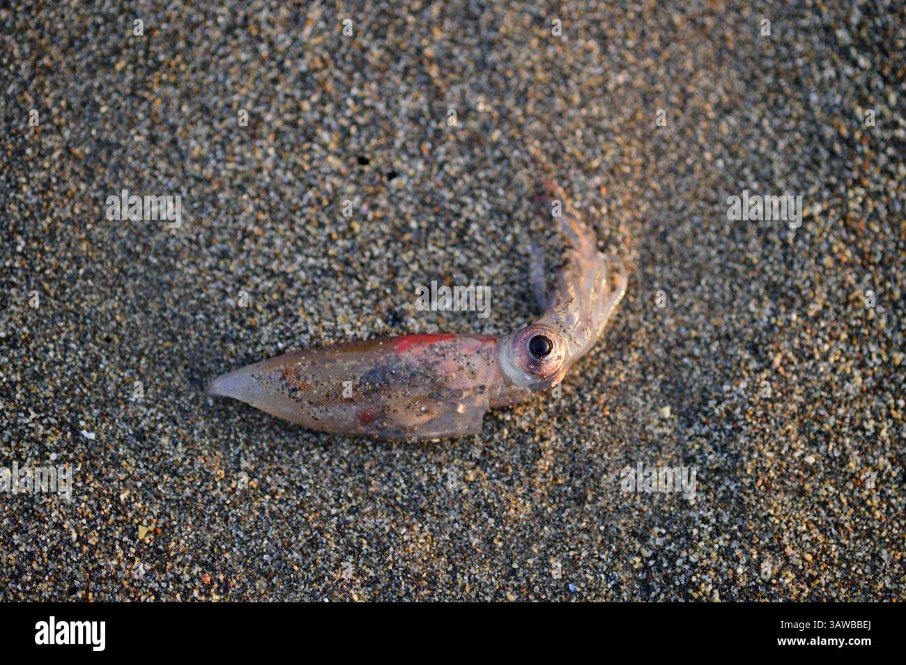 The Bioluminescent Firefly Squid (Watasenia scintillans) ( ほたるいか ...