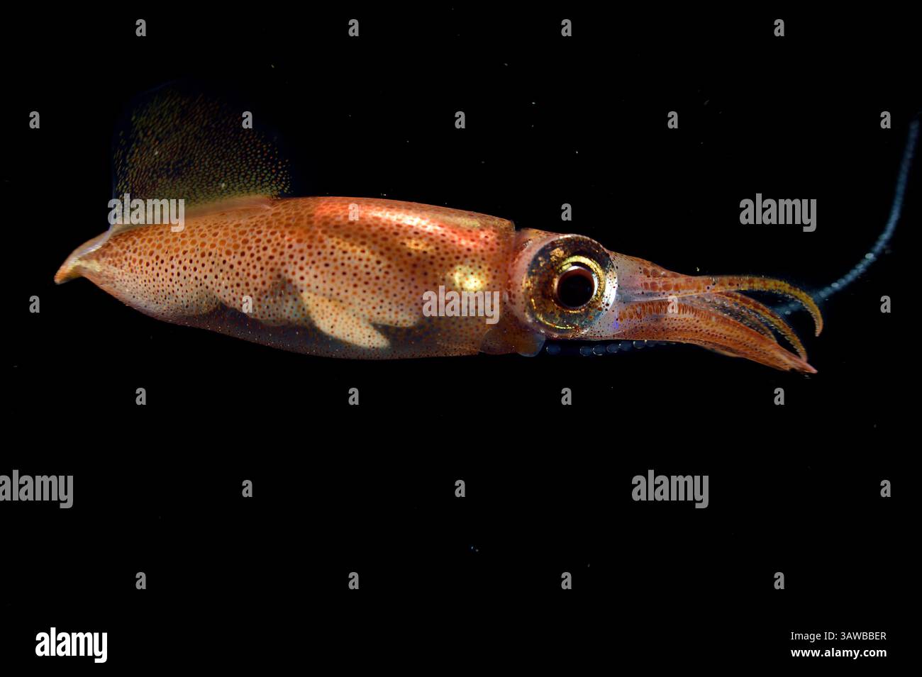 Bioluminescent Firefly Squid (Watasenia scintillans) ( ほたるいか , hotaru ...