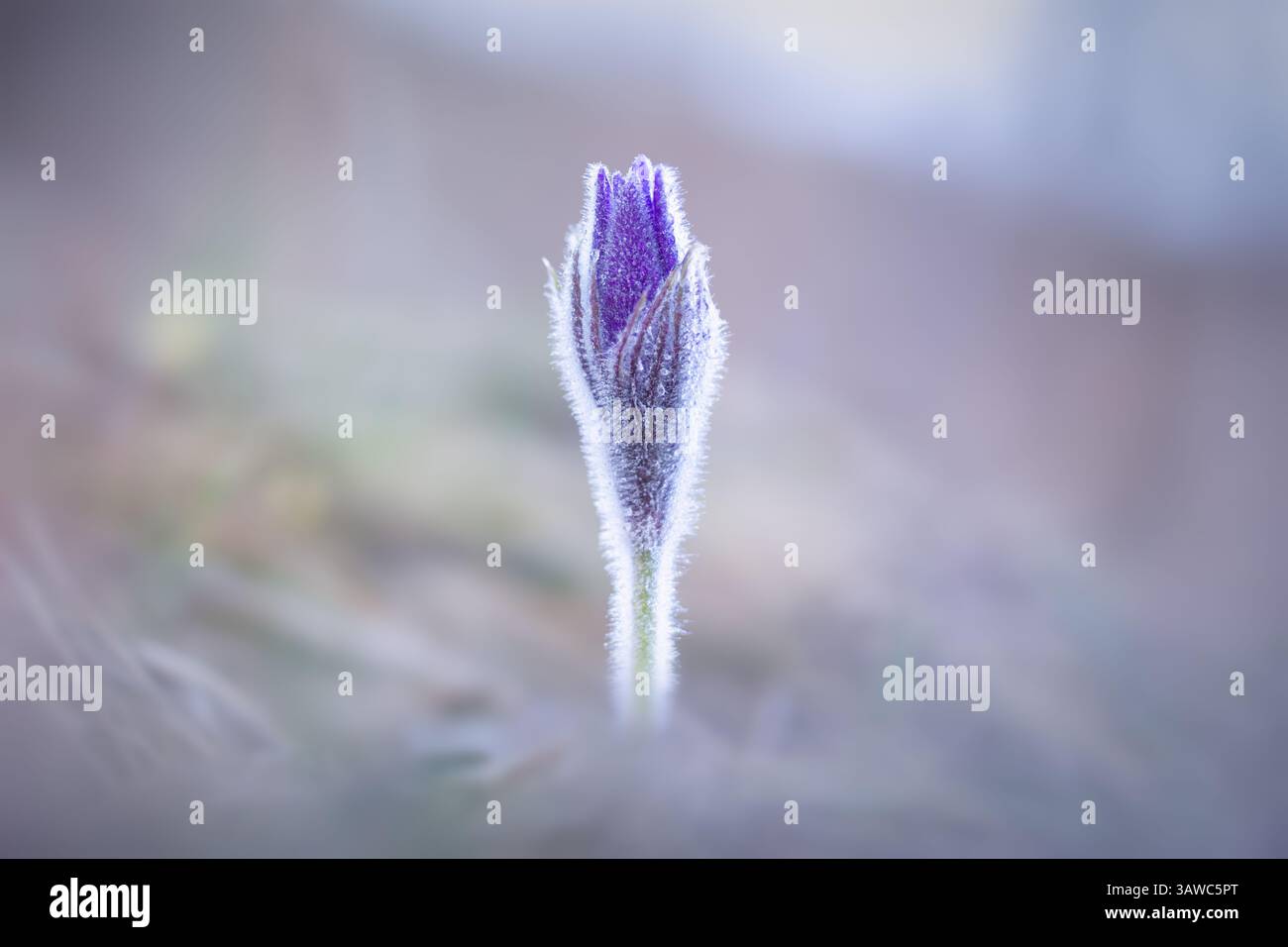 Single flower of wild-growing Pulsatilla patens on a blurred background ...