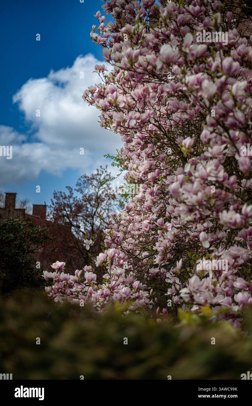 Magnolia grandiflora blossoms hi-res stock photography and images - Alamy