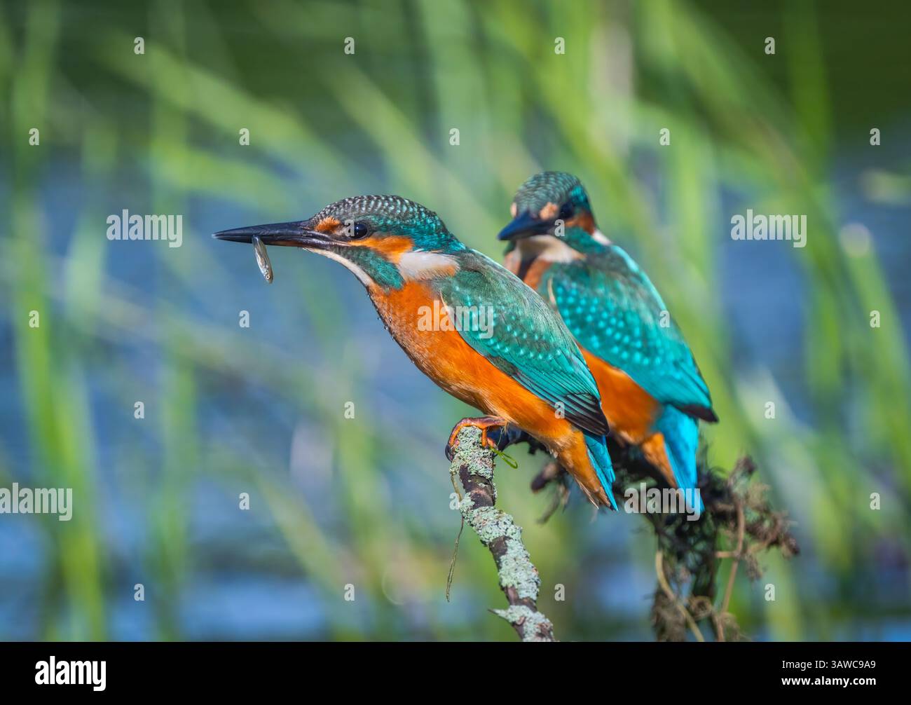 Kingfishers sit on a branch above the water and hold a caught fish in ...