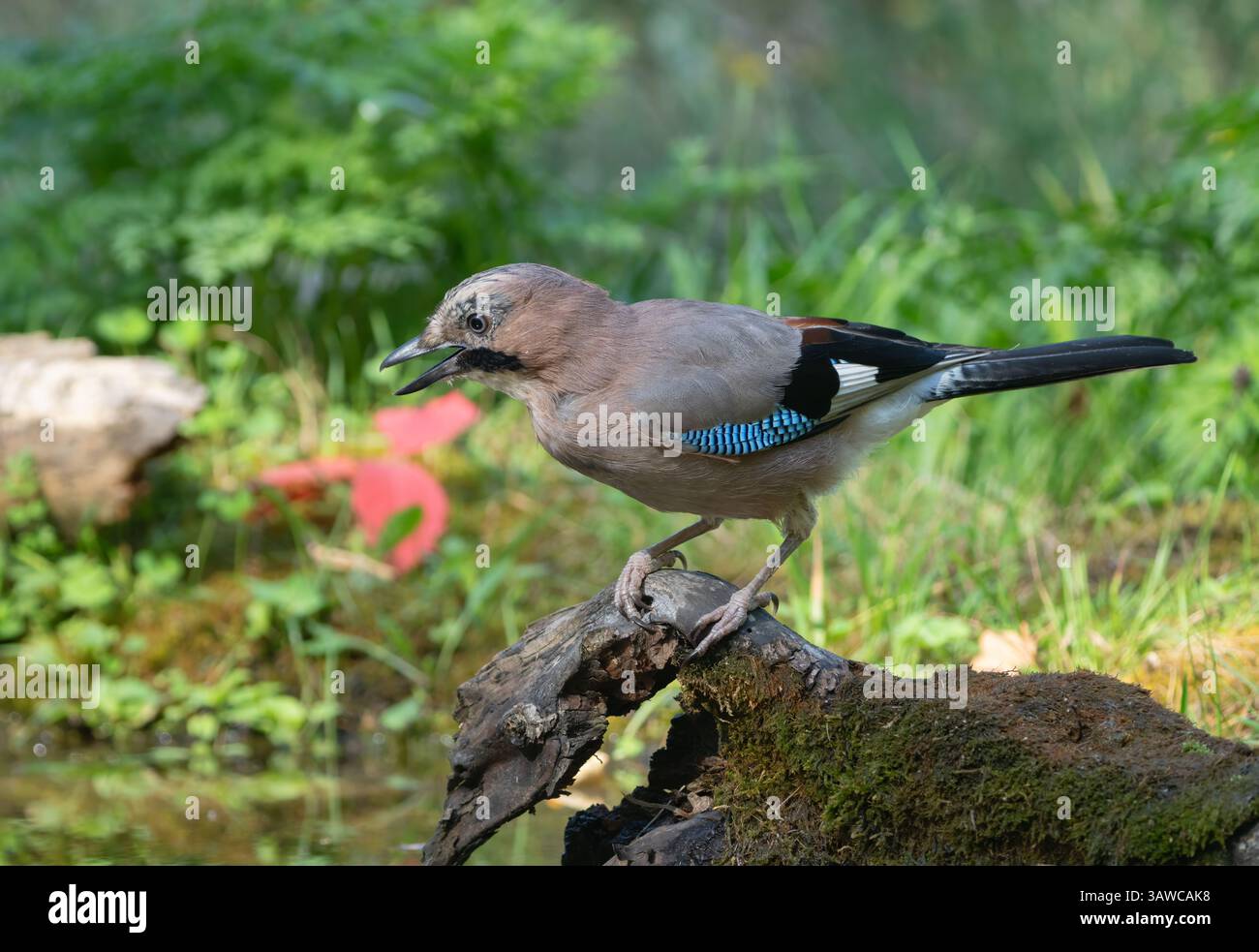 Jay bird stands on hi-res stock photography and images - Alamy