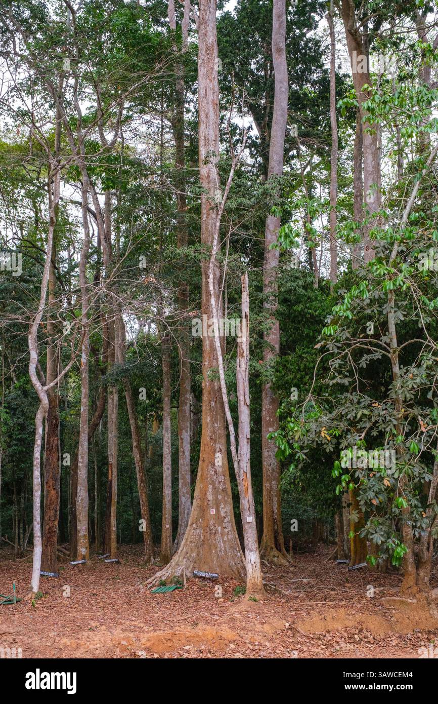 Ghana, Bobiri Forest Reserve and Butterfly Sanctuary. Forest Scene ...