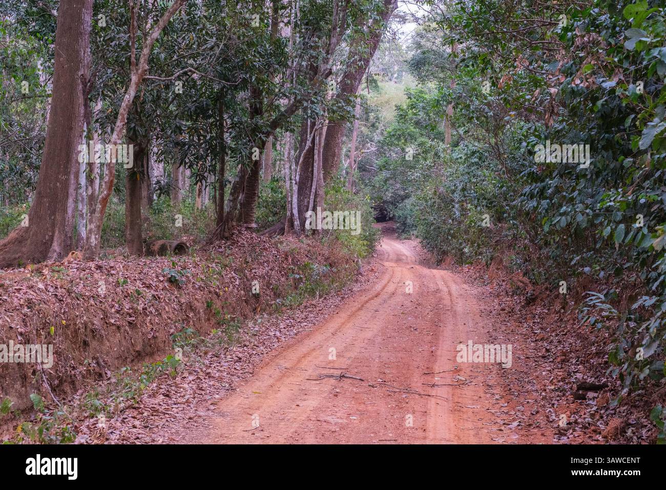 Bobiri forest reserve hi-res stock photography and images - Alamy