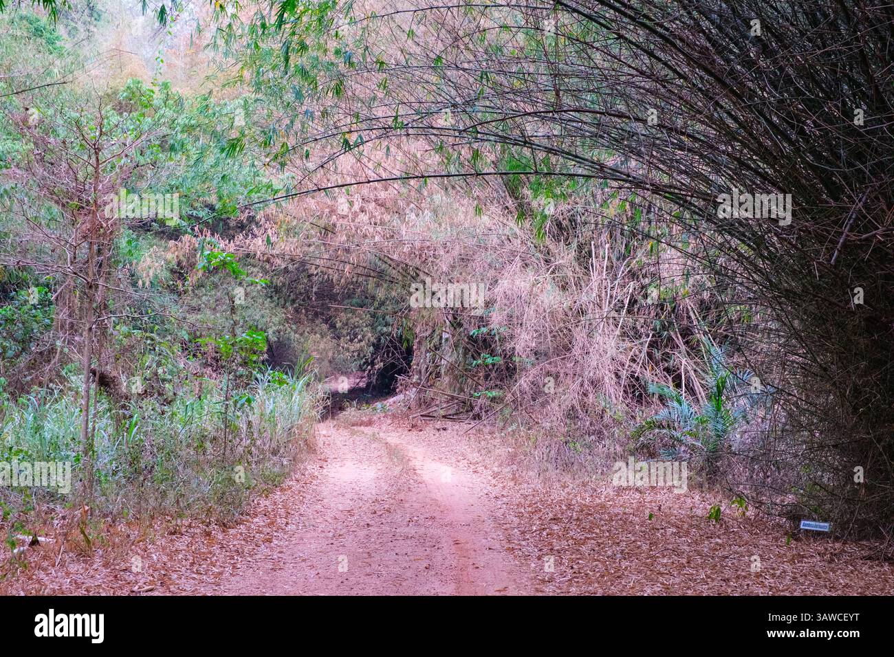 Ghana, Bobiri Forest Reserve and Butterfly Sanctuary. Forest Scene ...