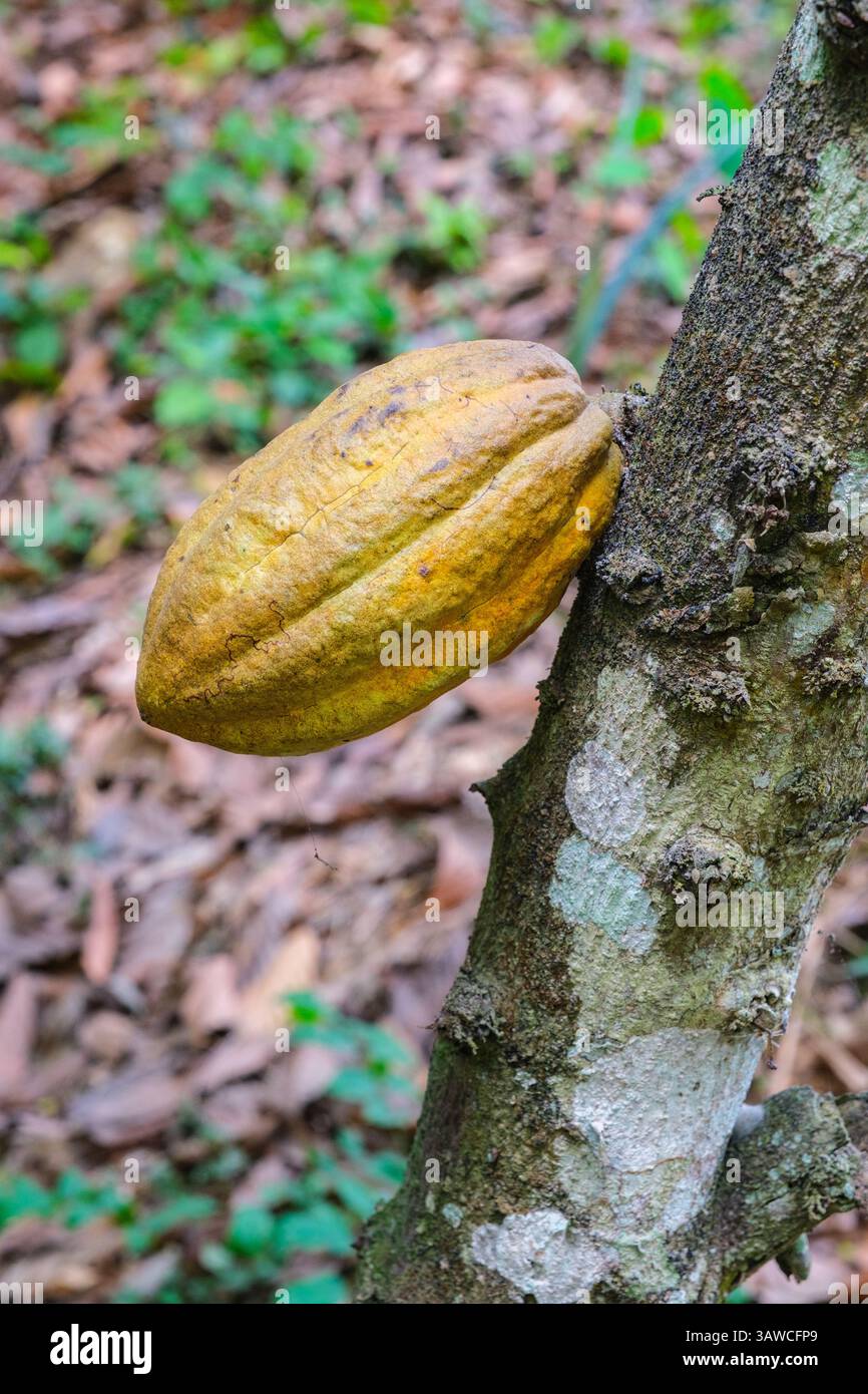 Cacao agriculture hi-res stock photography and images - Alamy