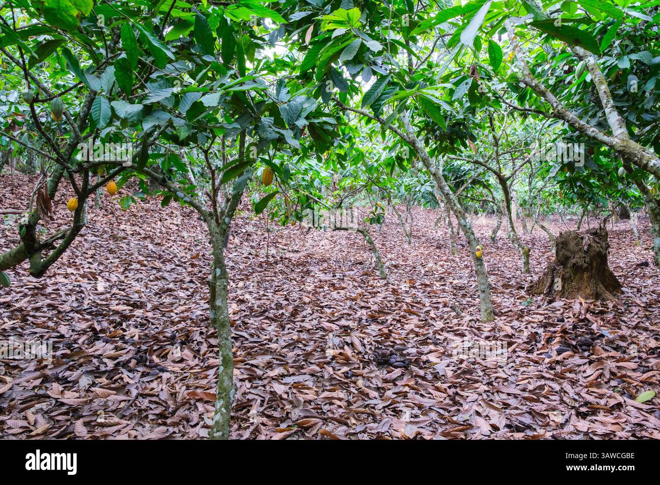 Farm agriculture plantation hi-res stock photography and images - Alamy