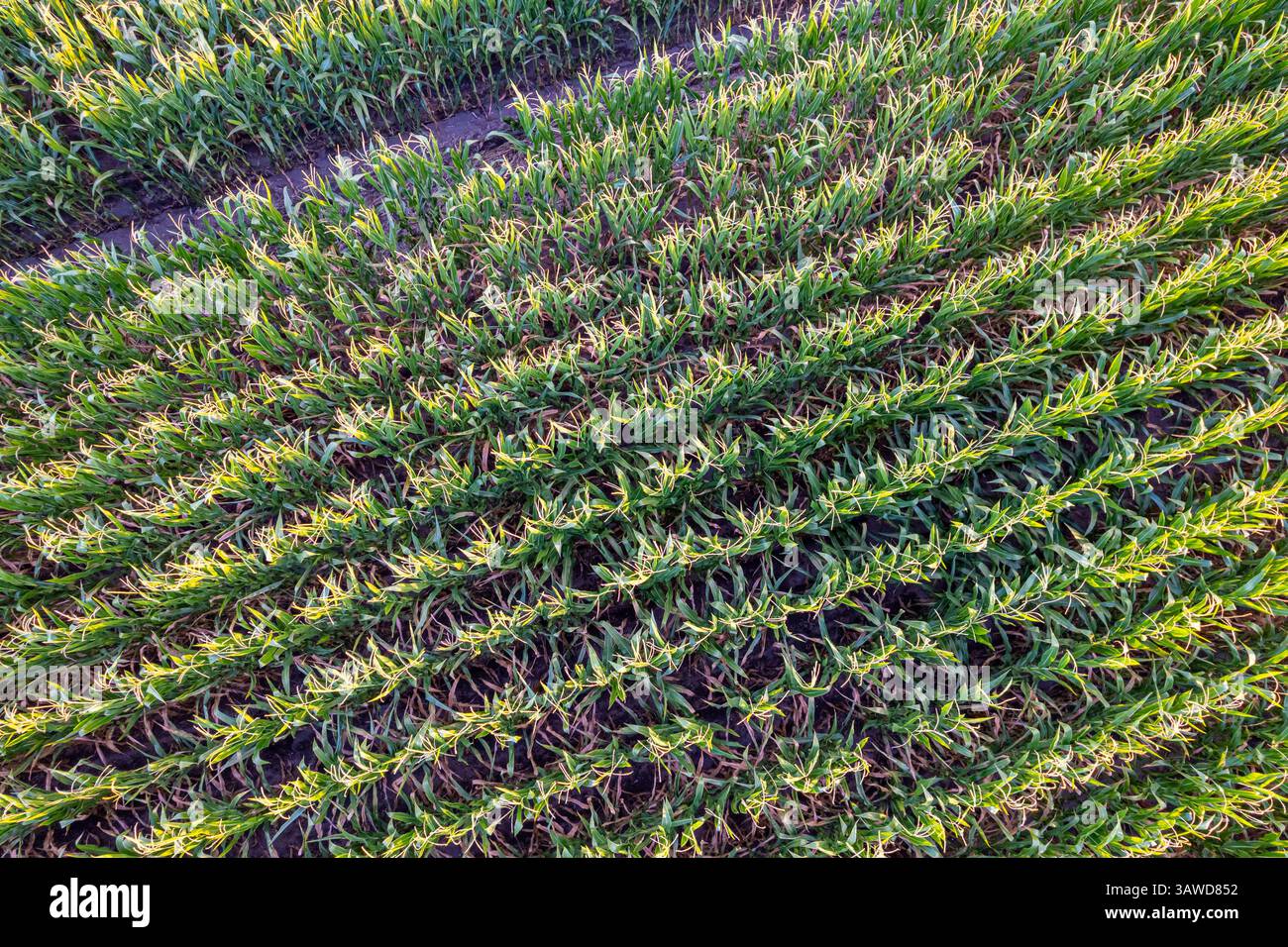 Aerial top down shot farm hi-res stock photography and images - Alamy