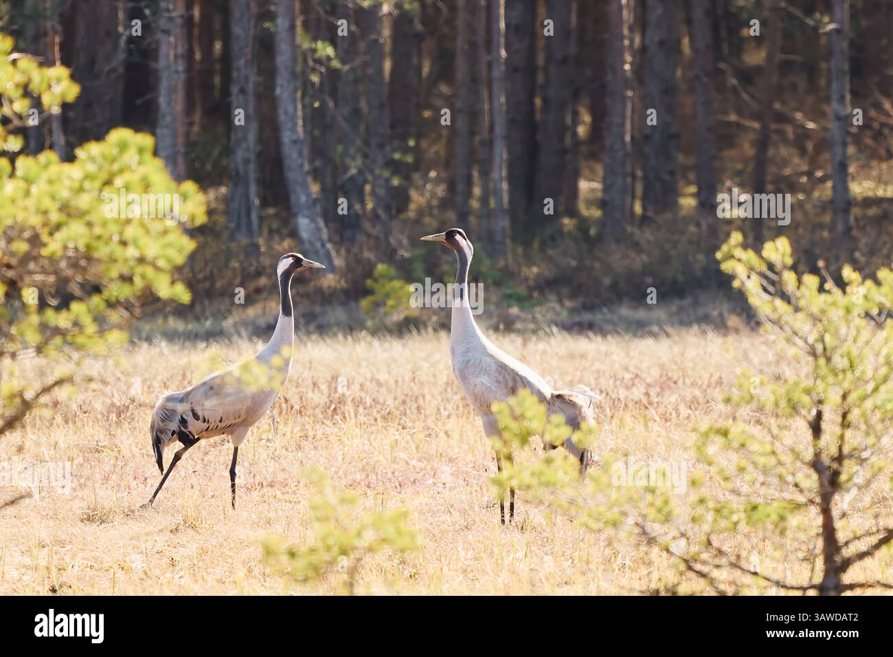 Side view of Common crane birds perching on field Stock Photo - Alamy