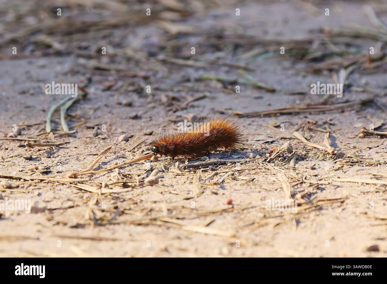 Brown caterpillar crawling on ground hi-res stock photography and ...