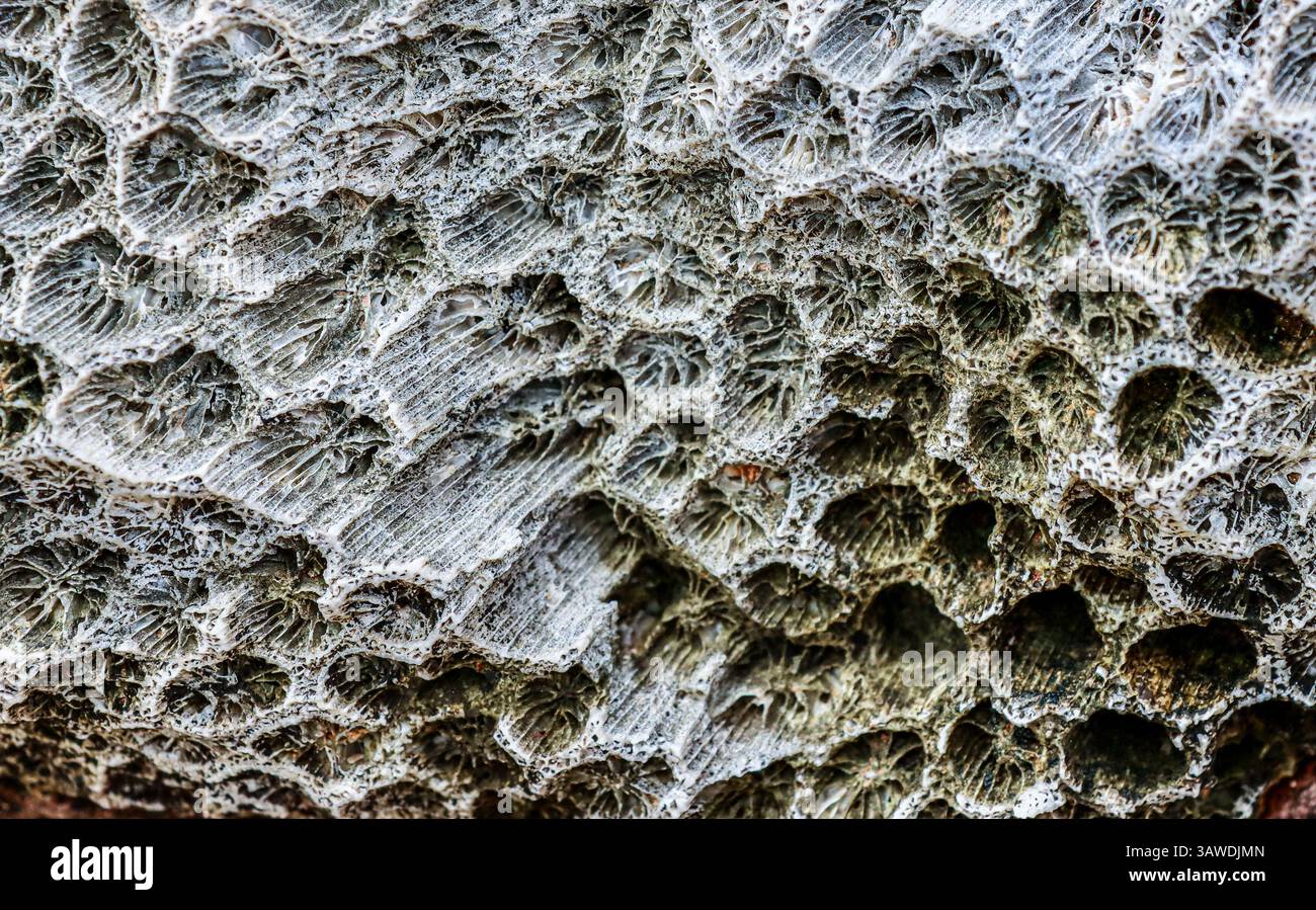 The intricate texture of a weathered rock surface, showcasing unique ...