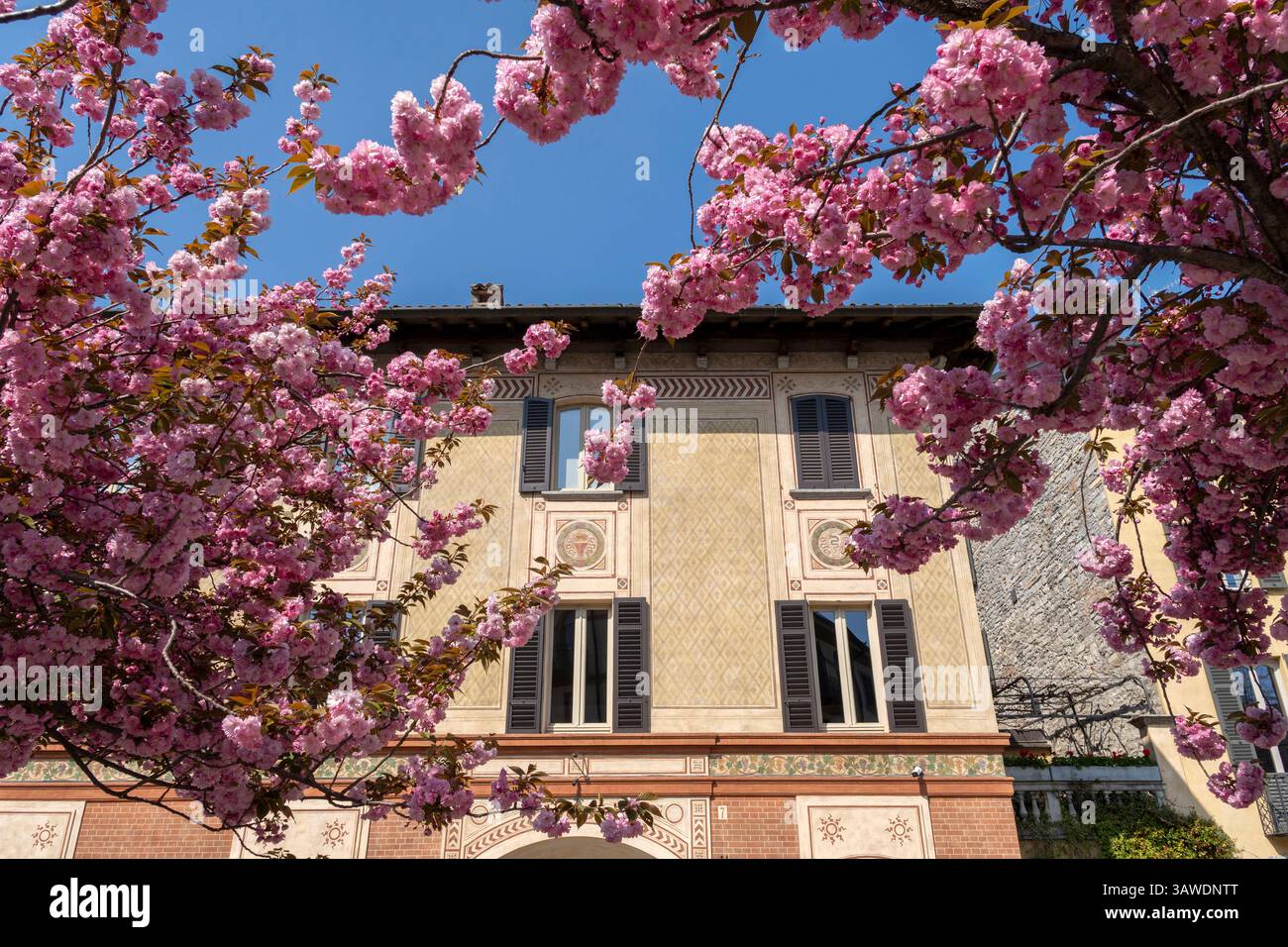 Como, Italy - April 4, 2025: Vibrant cherry blossoms surround a ...