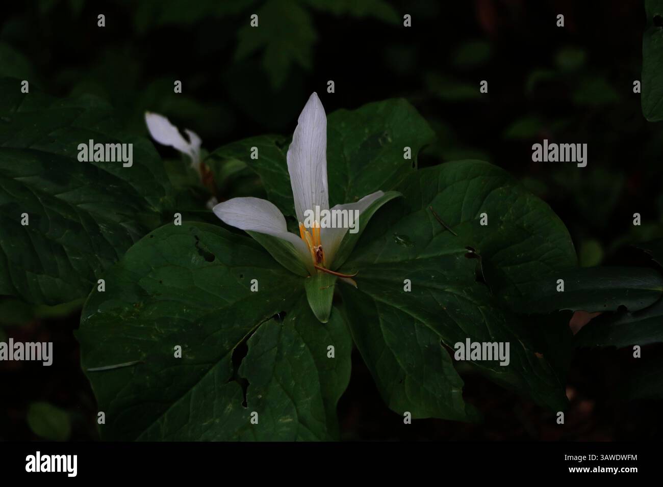A close up of a white pacific trillium flower, Trillium ovatum ...