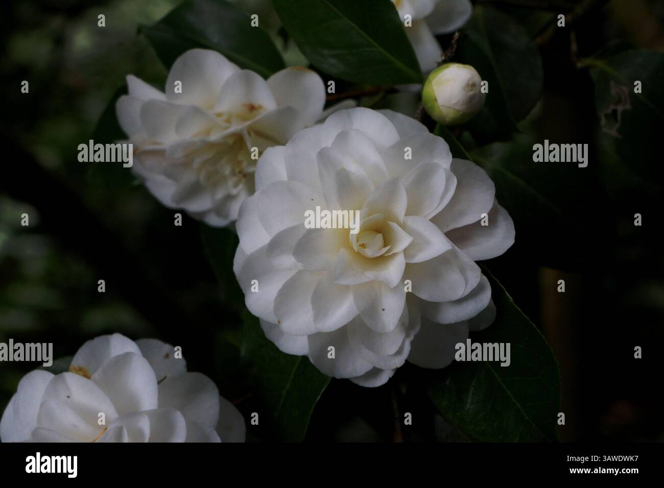 A close up shot of a white camellia surrounded by dark green leaves ...