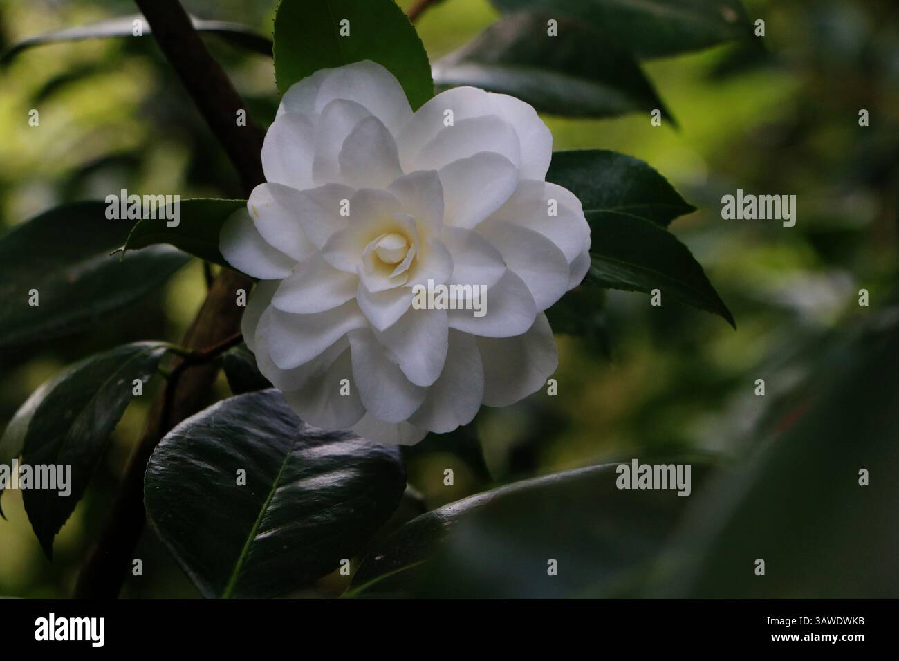 A close up shot of a white camellia surrounded by dark green leaves ...