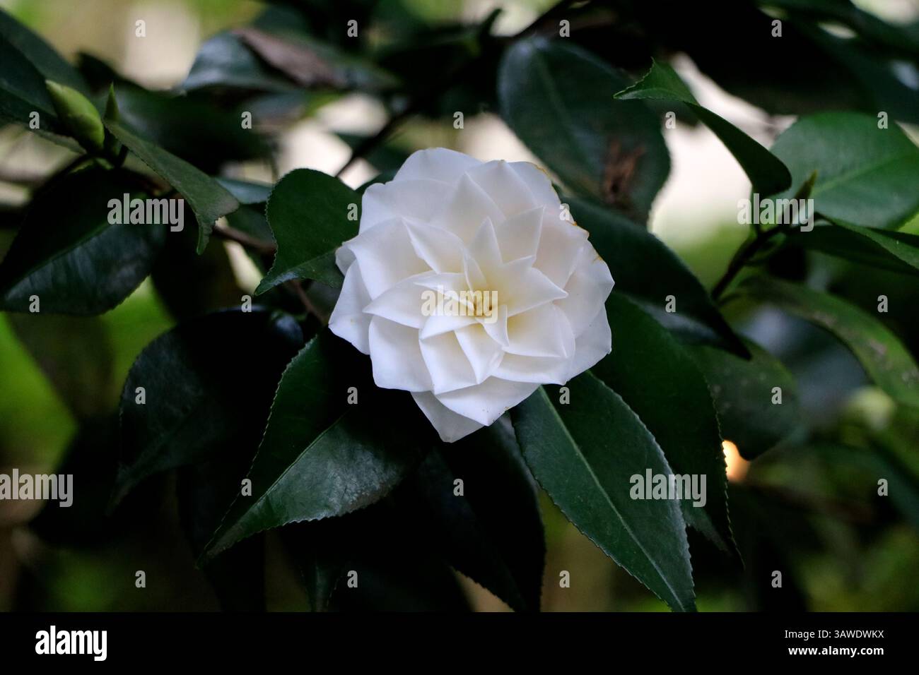 A close up shot of a white camellia surrounded by dark green leaves ...