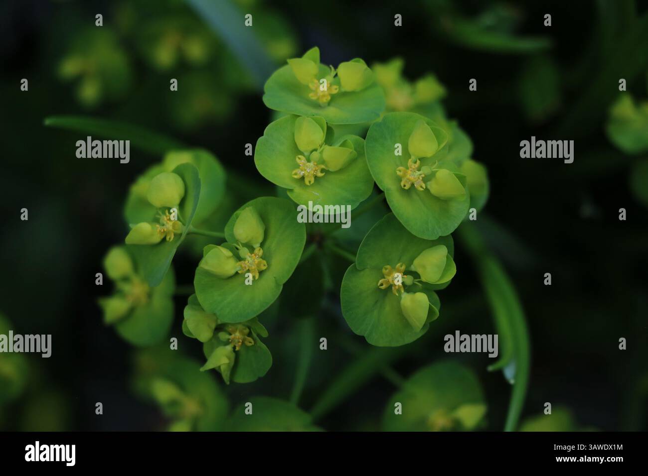 A close up of a bright green euphorbia plant, also known as a spurge ...