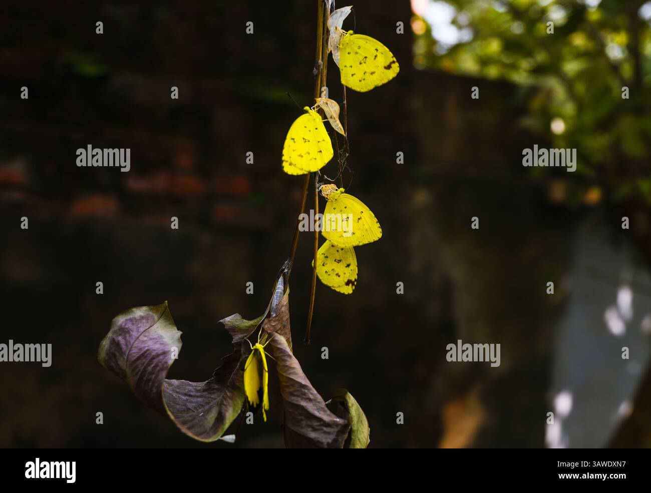 Depressed caterpillar hi-res stock photography and images - Alamy