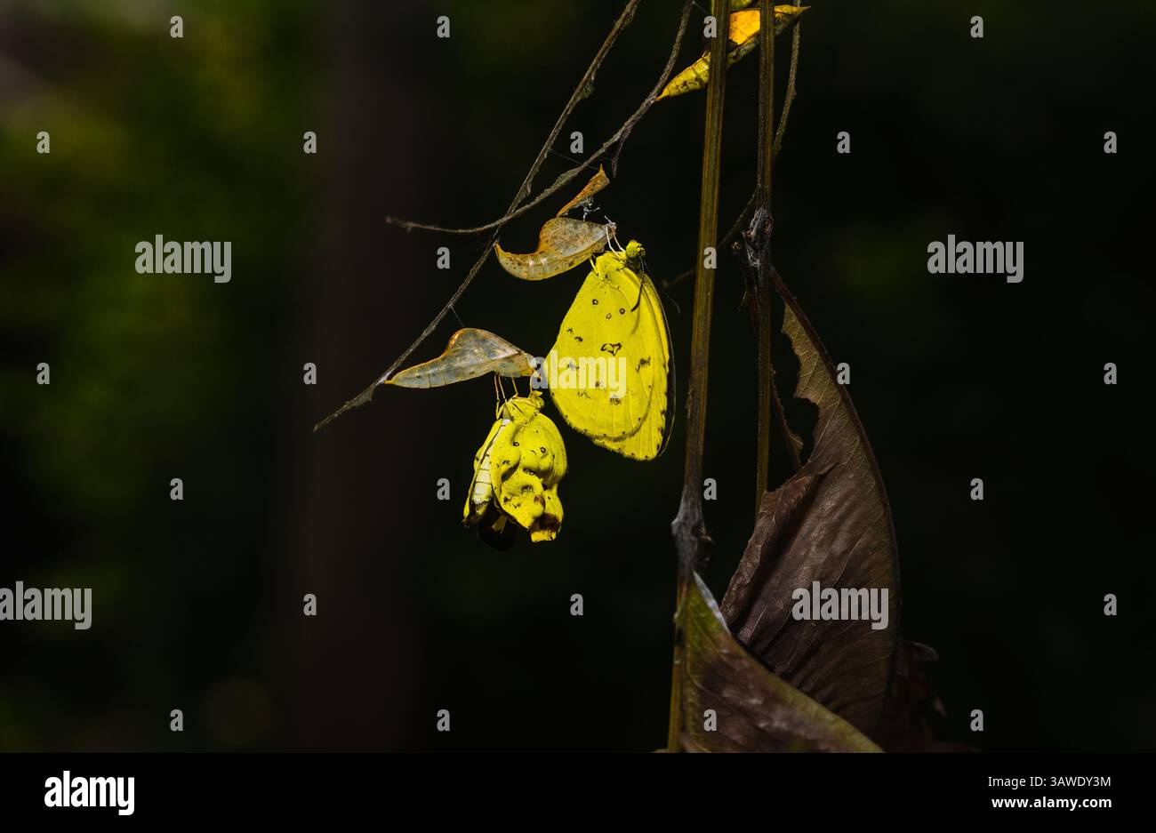 Tehatta, West Bengal, India. 22nd Nov, 2024. Eurema Hecabe, the common ...