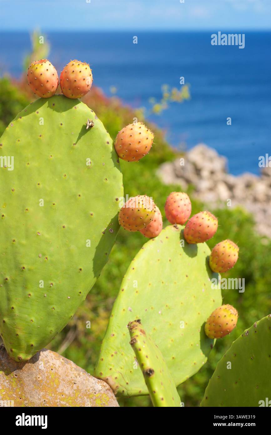 Opuntia, commonly called the prickly pear cactus, is a genus of ...