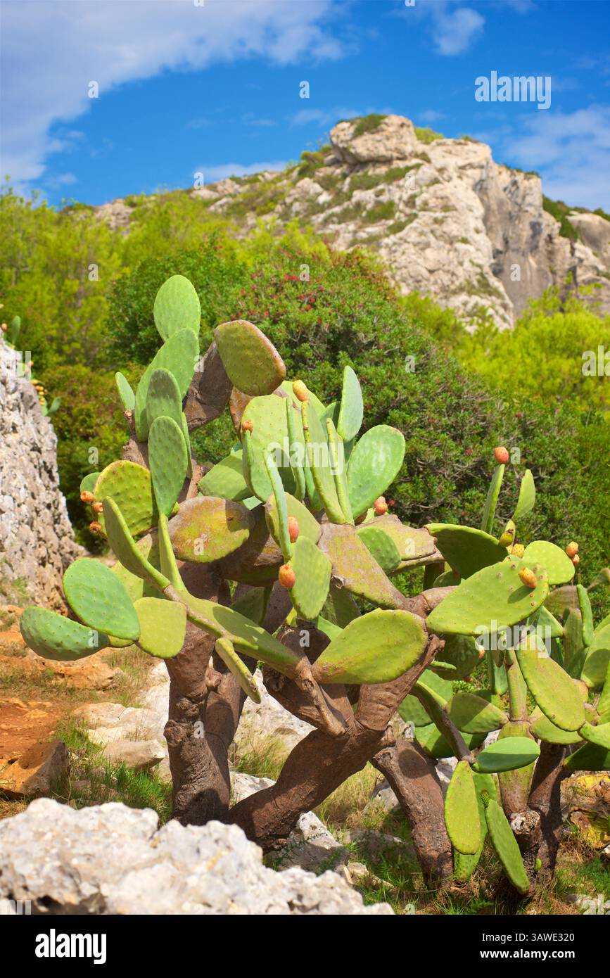 Opuntia, commonly called the prickly pear cactus, is a genus of ...