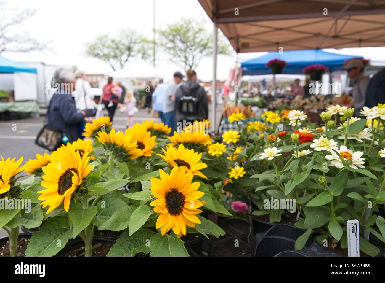 UNITED STATES - 04-19-2025: Leesburg Farmers Market in downtown ...