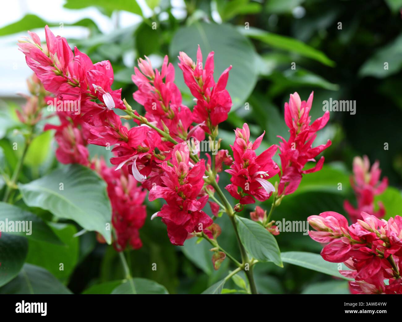 Red flower brazilian plant hi-res stock photography and images - Alamy