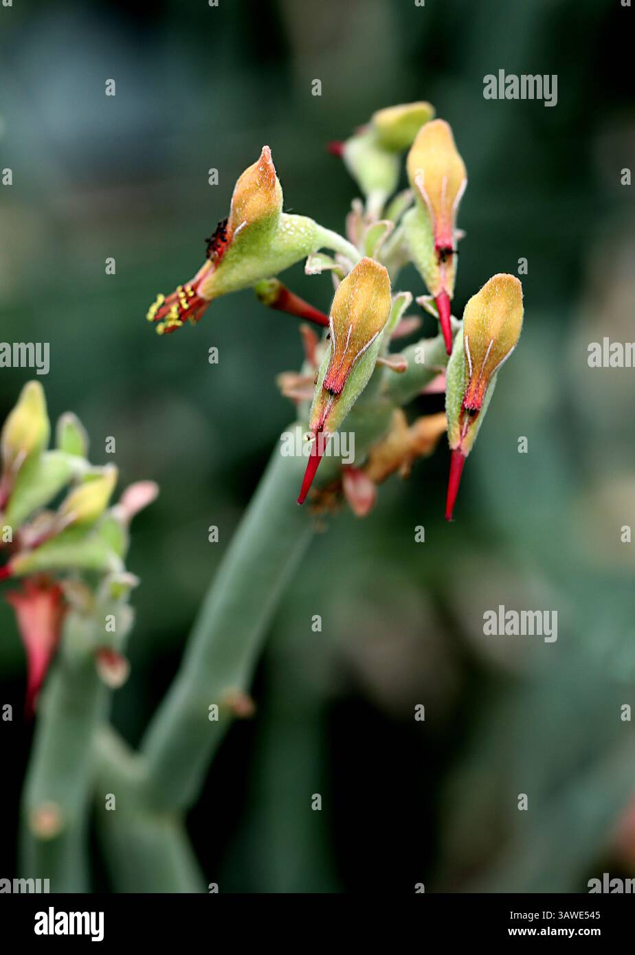 Candellila Gallito, Slipper Plant, Ladies Slipper or Gallito, Euphorbia ...
