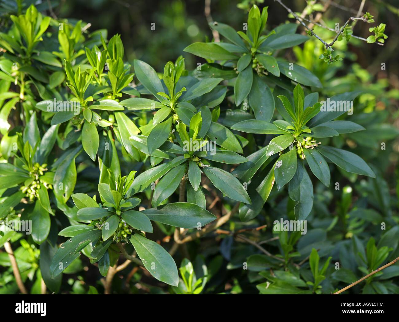 Spurge-laurel, Daphne laureola, Thymelaeaceae. Europe Stock Photo - Alamy