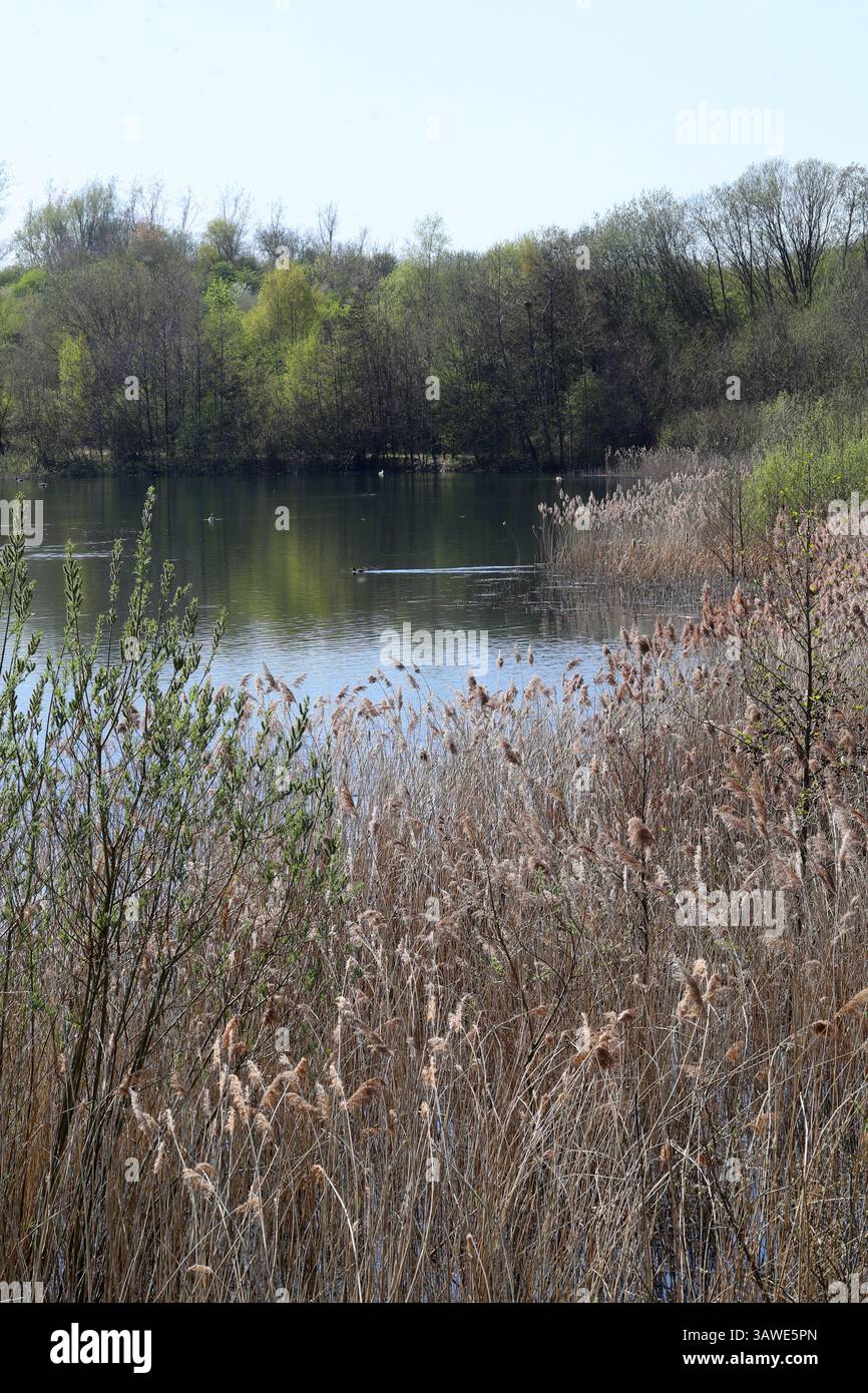 College Lake Nature Reserve, Tring, Buckinghamshire, UK. Berks, Bucks ...