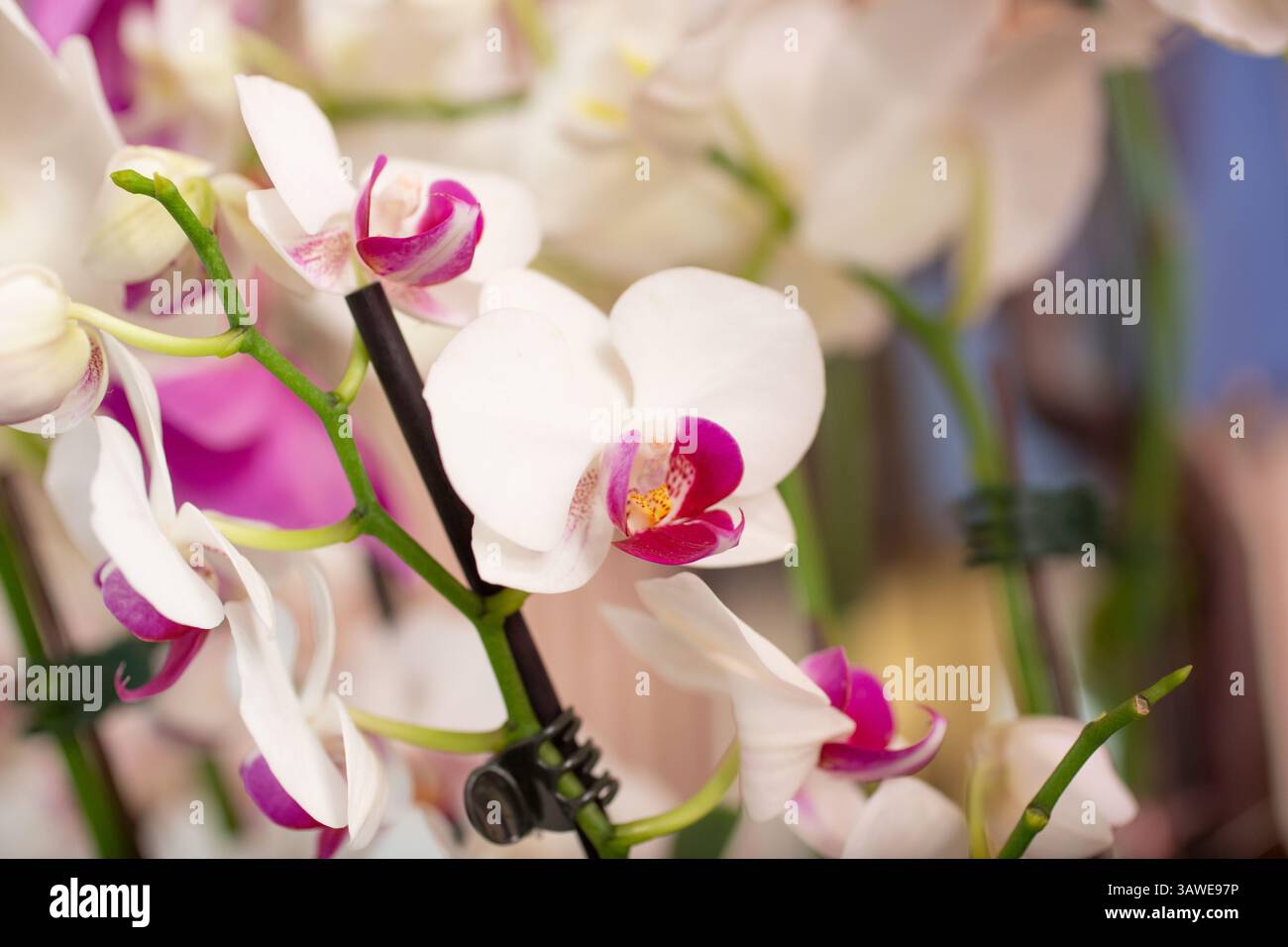 A view of a cluster of small magenta and white colored Phalaenopsis ...