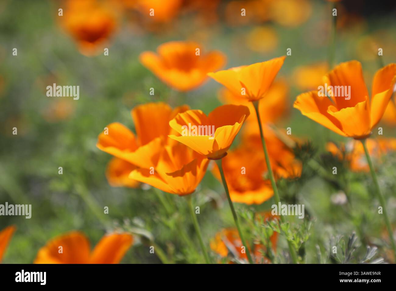 Beautiful colored flowers Stock Photo - Alamy