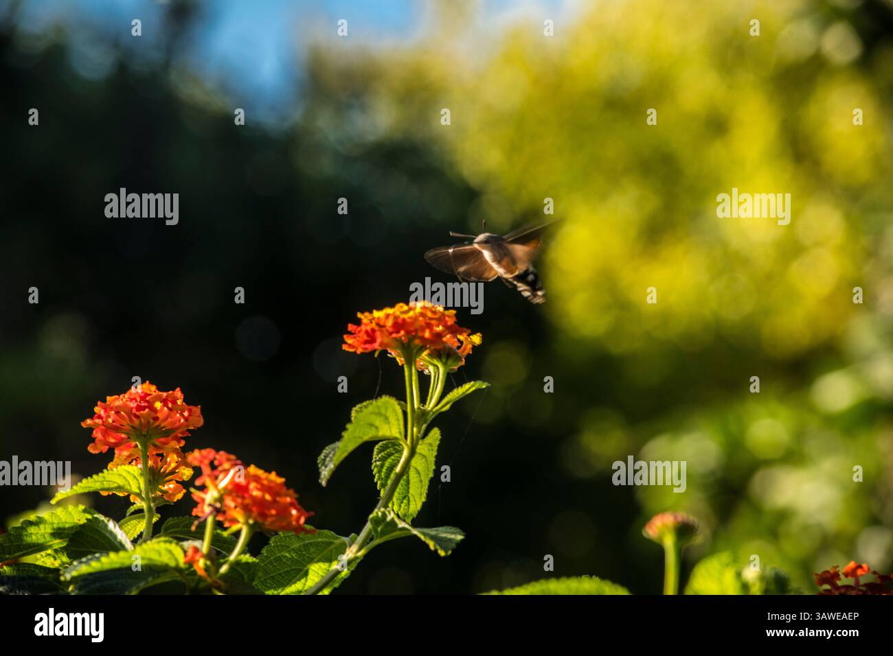 Proboscis tube hi-res stock photography and images - Alamy