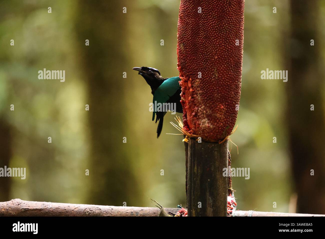 Vogelkop lophorina (Lophorina superba), formerly part of the superb bird-of-paradise complex, is ...