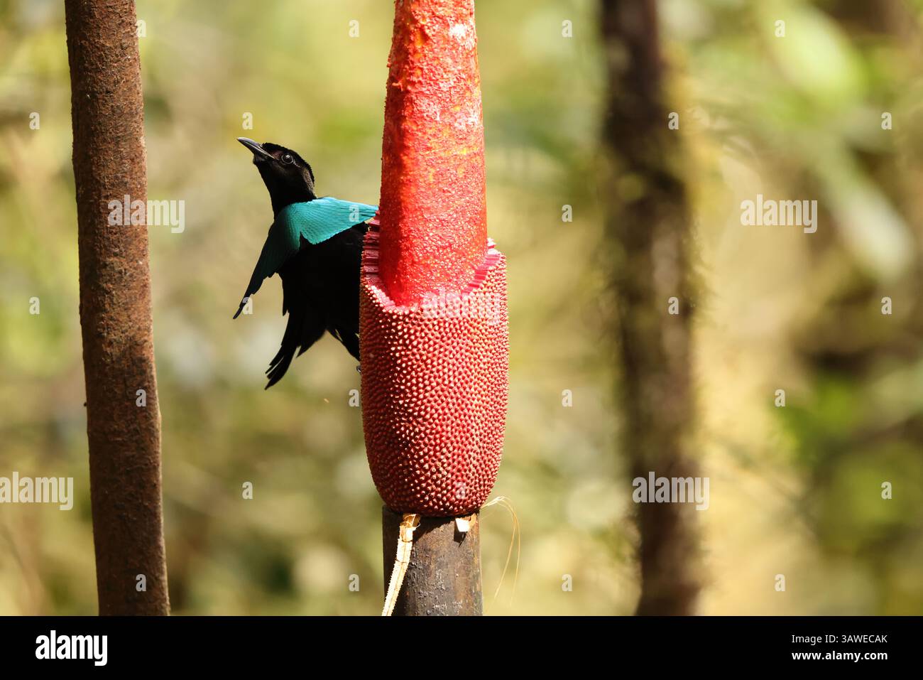Vogelkop lophorina (Lophorina superba), formerly part of the superb ...