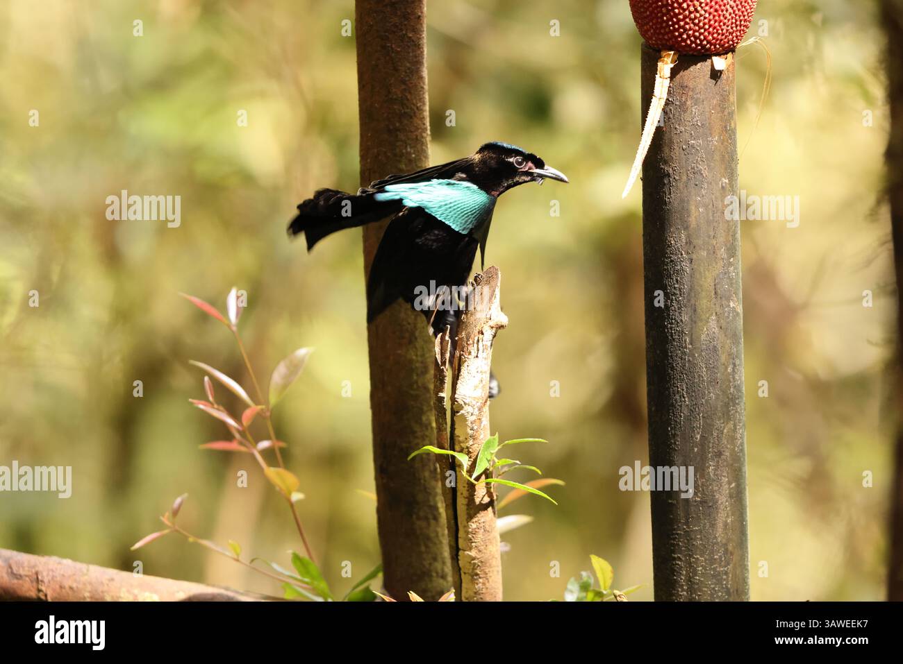 Vogelkop lophorina (Lophorina superba), formerly part of the superb ...