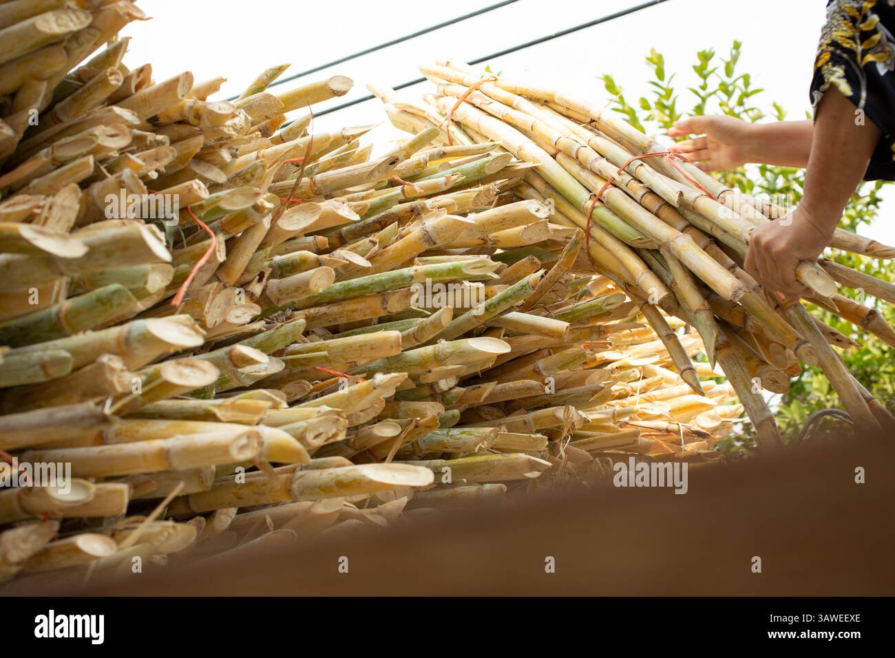 A view of a person loading or unloading piles of sugar cane on a ...