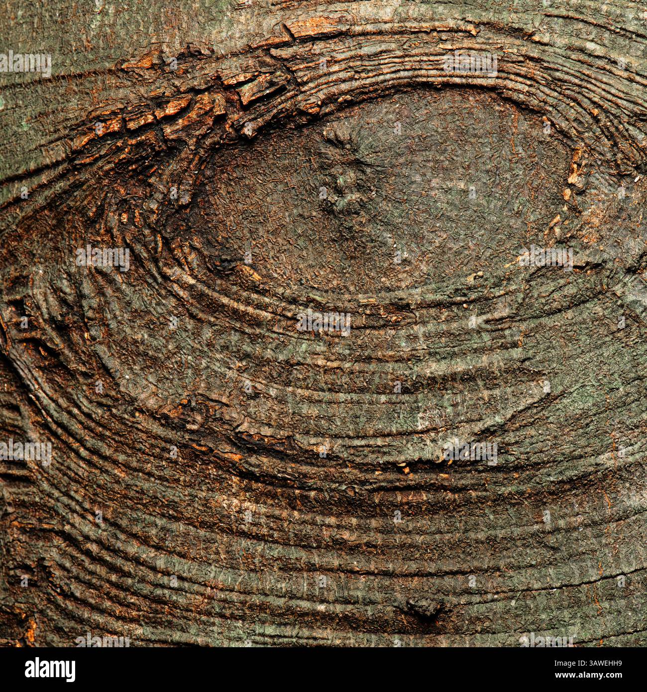 Jagera pseudorhus hi-res stock photography and images - Alamy