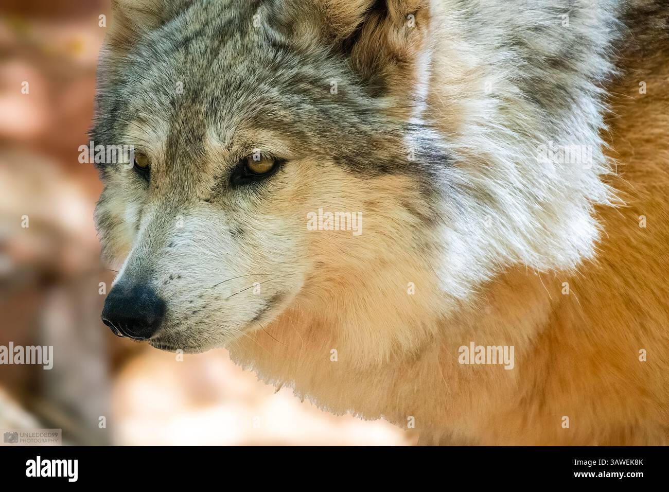 Captured My Attention Stock Photo - Alamy
