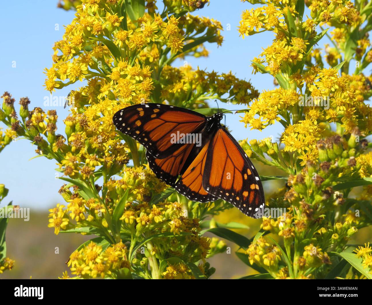 Monarch butterfly at Fisherman Island National Wildlife Refuge ...