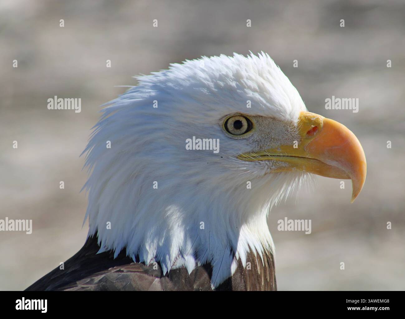 Bald eagle Haliaeetus leucocephalus Bald eagle looking for next meal ...