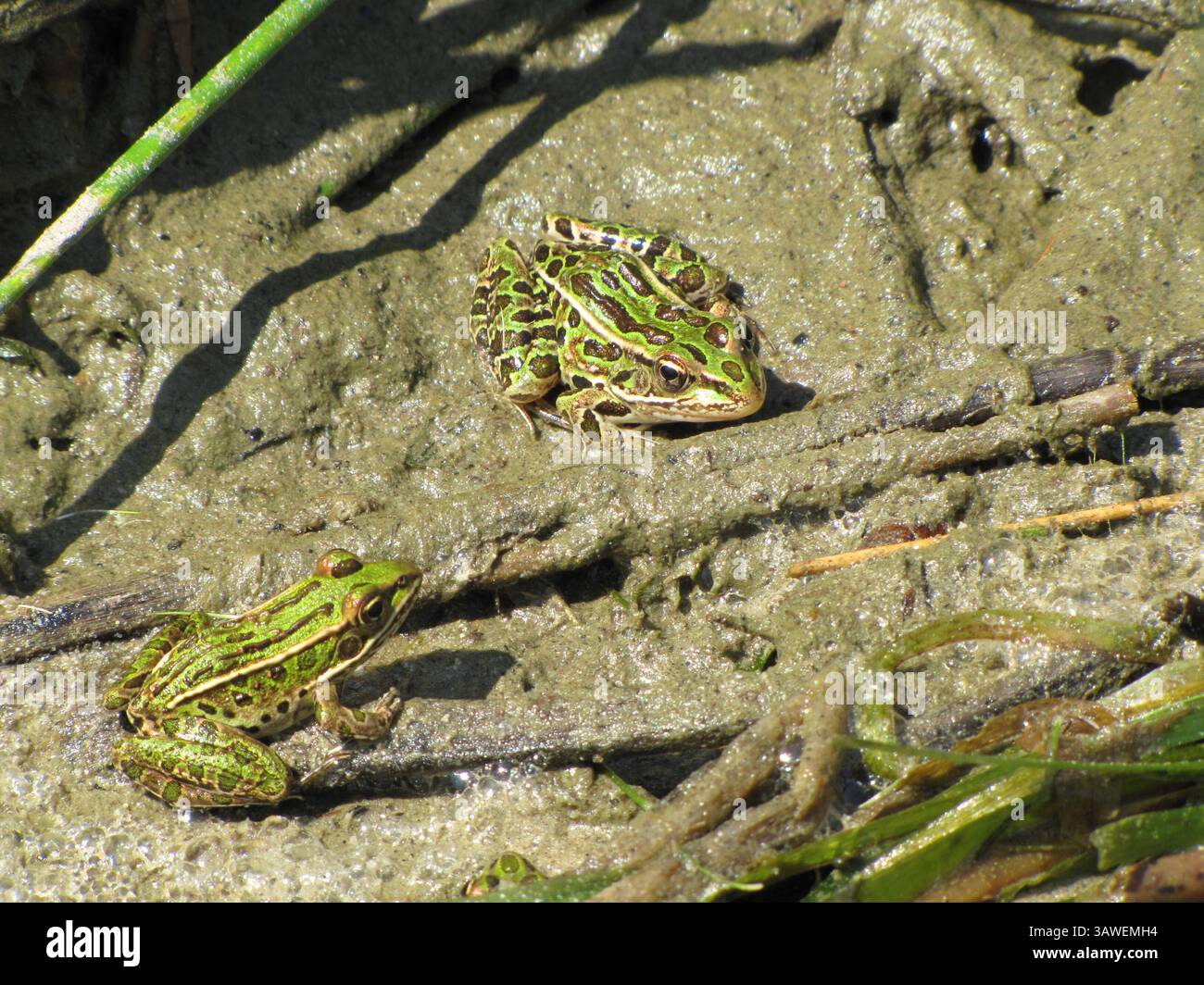 36 species hi-res stock photography and images - Alamy