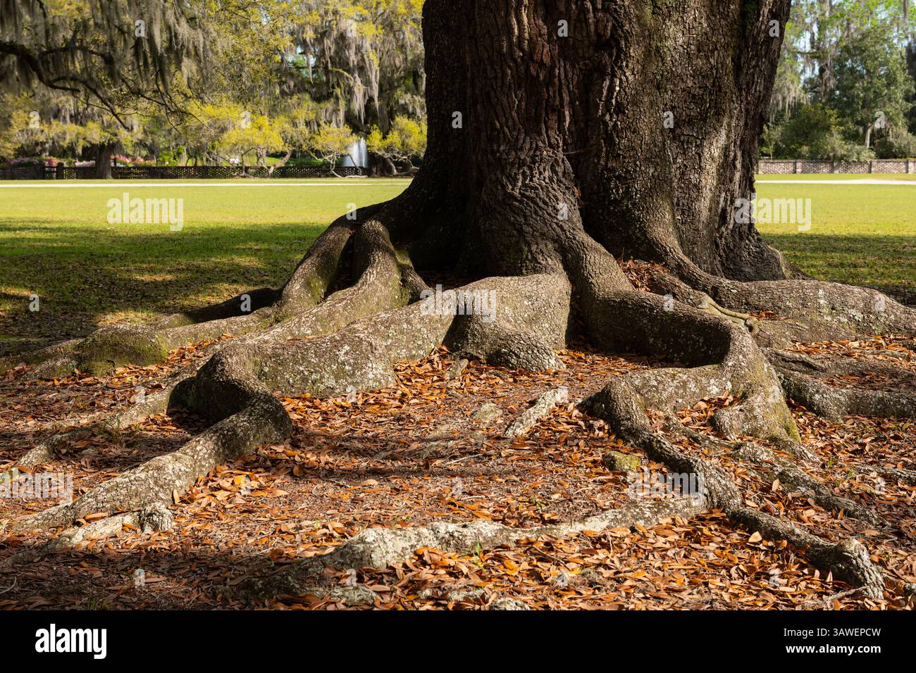 Massive tree roots spread across the shaded ground at Middleton Place ...
