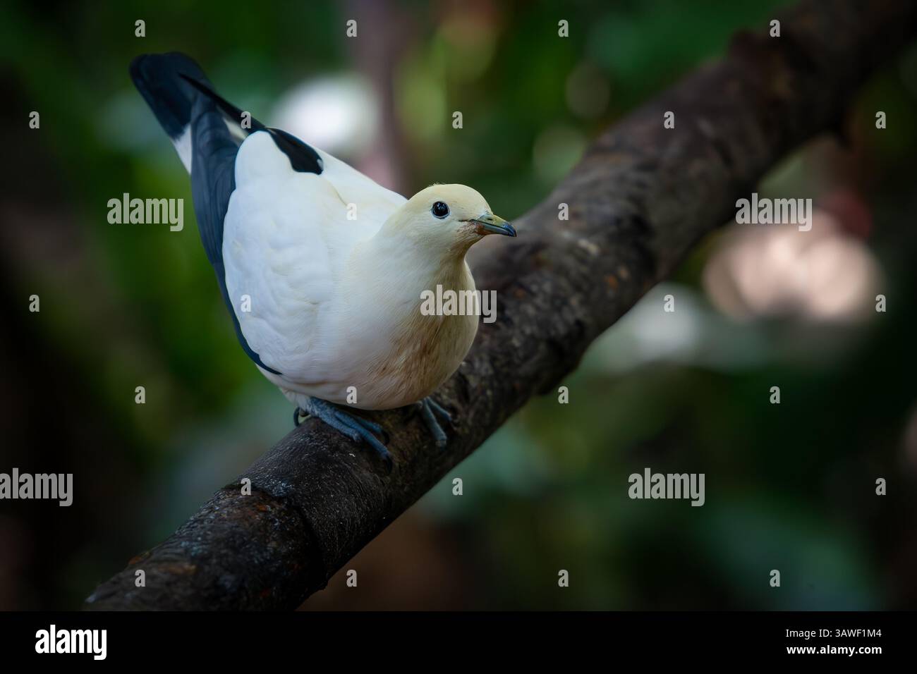 Elegant Pied Imperial-pigeon with black wingtips perched calmly on a ...