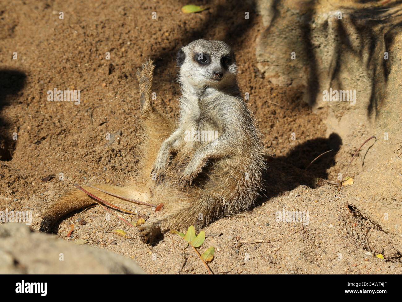 Relaxed meerkat sitting on the sand holding its leg in the air Stock ...