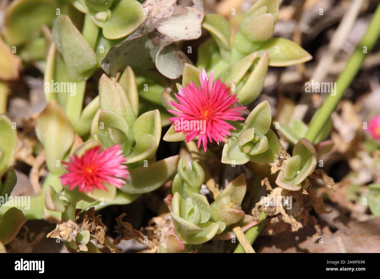 Pink flowers on a baby sun rose (aptenia cordifolia) plant in a garden ...