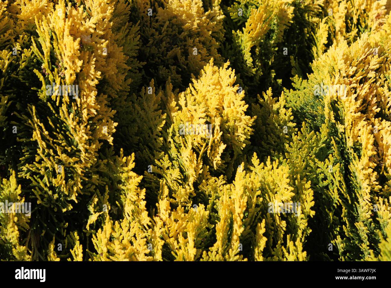 Yellow foliage on a cypress tree plant in a garden Stock Photo - Alamy