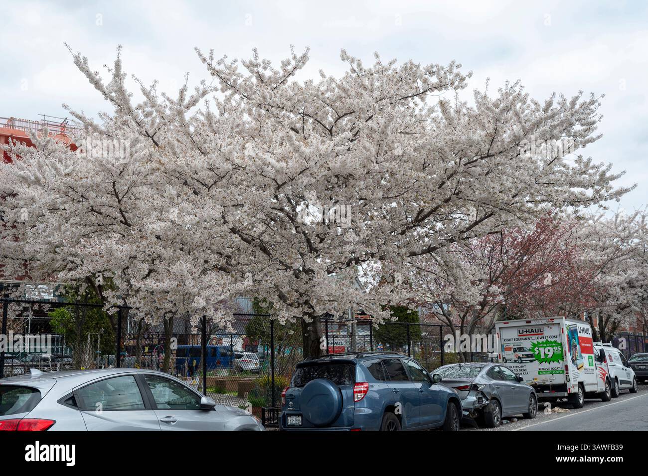 Crabtree blossoms during spring time in the Astoria neighborhood on ...