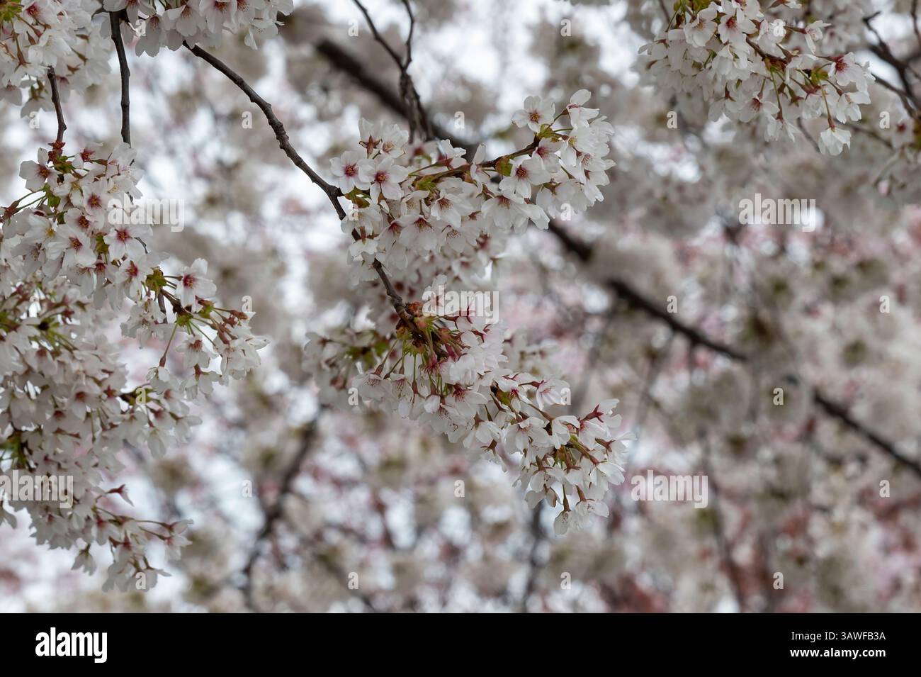 Crabtree blossoms during spring time in the Astoria neighborhood on ...